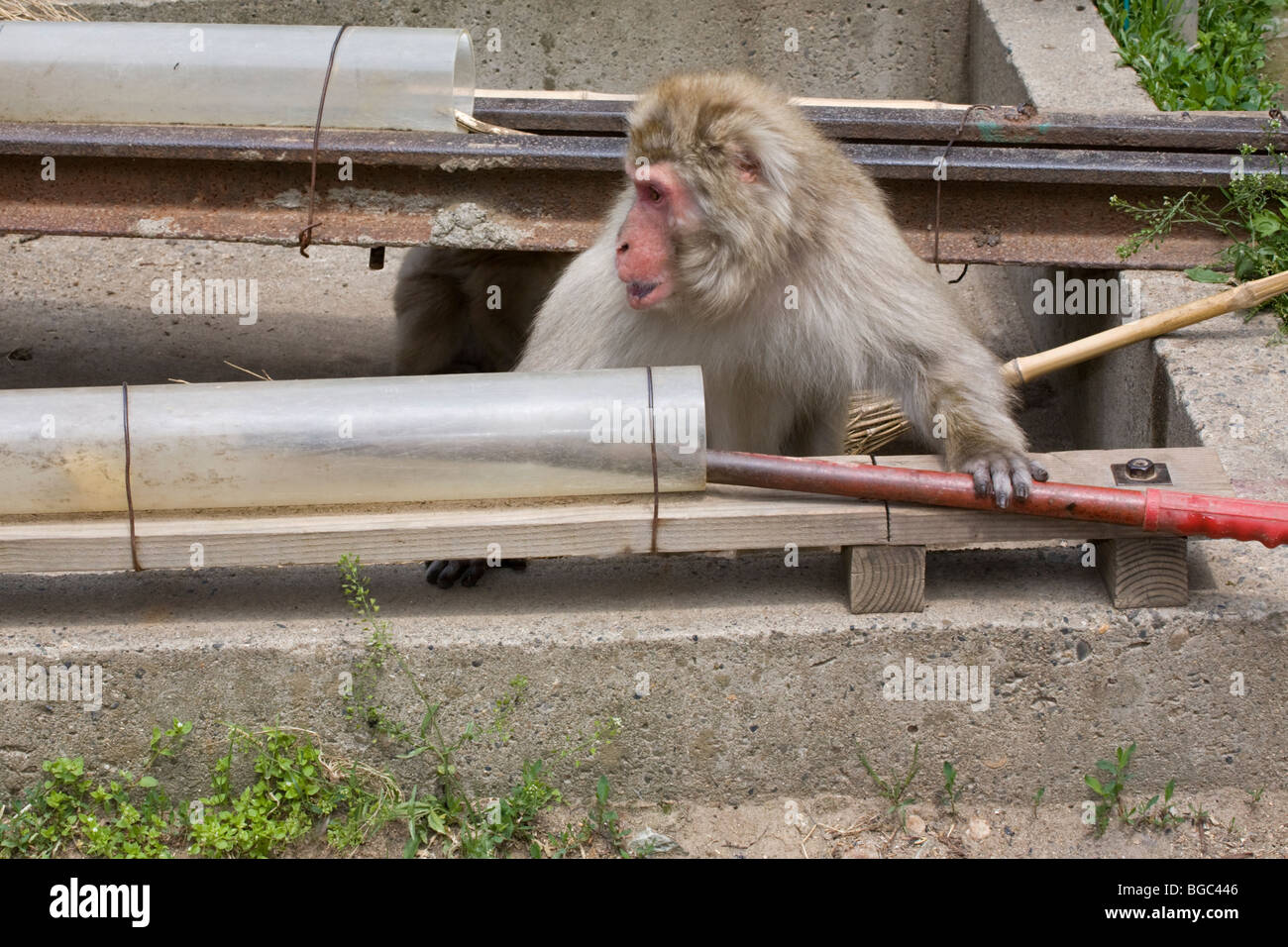 Singe macaque japonais sauvage (Macaca fuscata) utilisant un outil pour ...