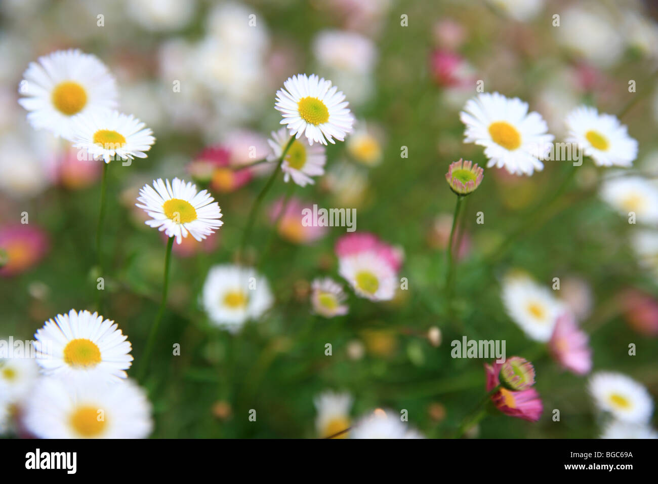 Couverture du sol Banque de photographies et d’images à haute ...