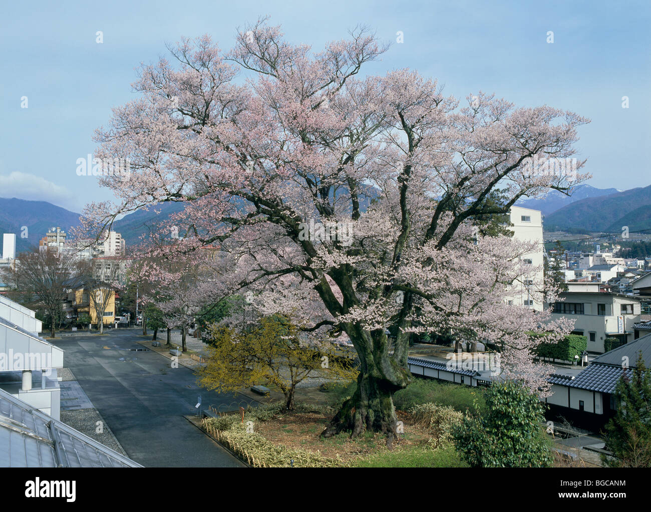 Edo higan Banque de photographies et d’images à haute résolution - Alamy