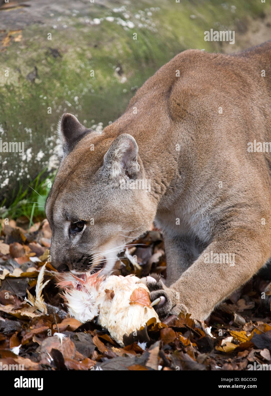 Puma eating Banque de photographies et d’images à haute résolution - Alamy