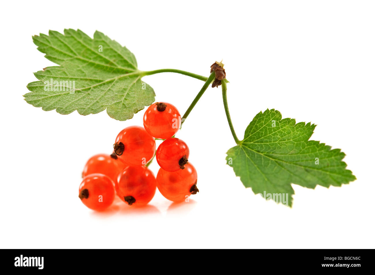 Feuille de groseiller Banque de photographies et d’images à haute ...