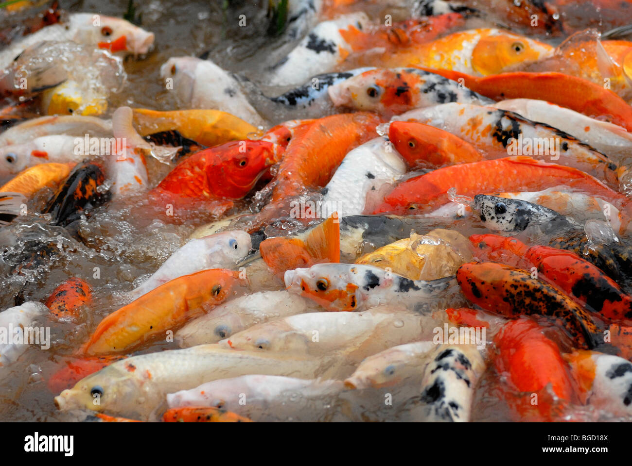 Poisson rouge carassius auratus Banque de photographies et d’images à ...