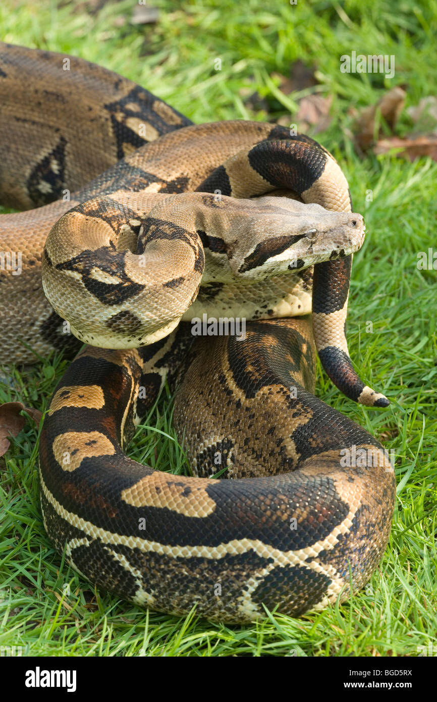 Boa Constrictor Constrictor Banque d'image et photos - Alamy
