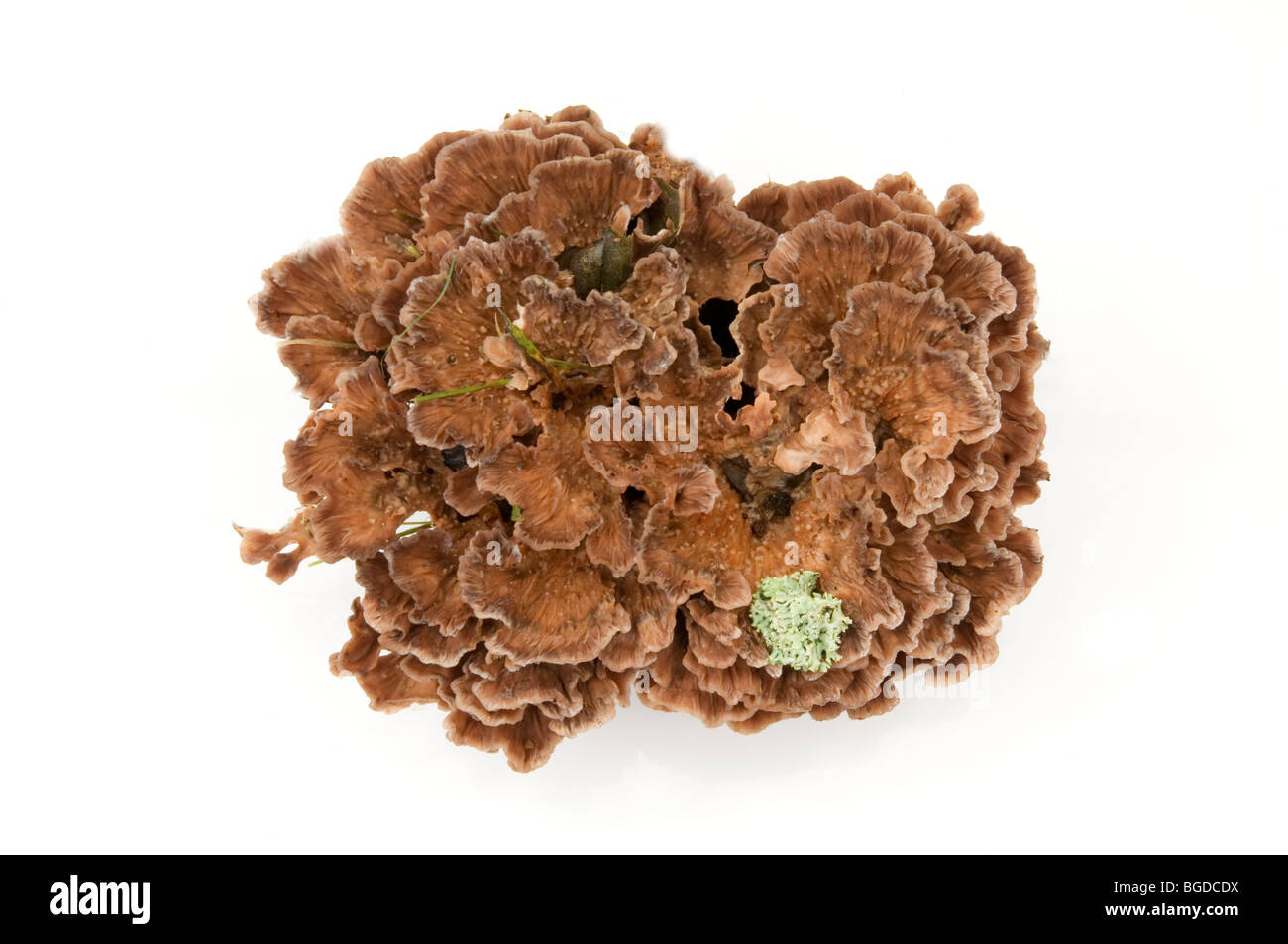 Podoscypha multizonata Banque de photographies et d’images à haute ...