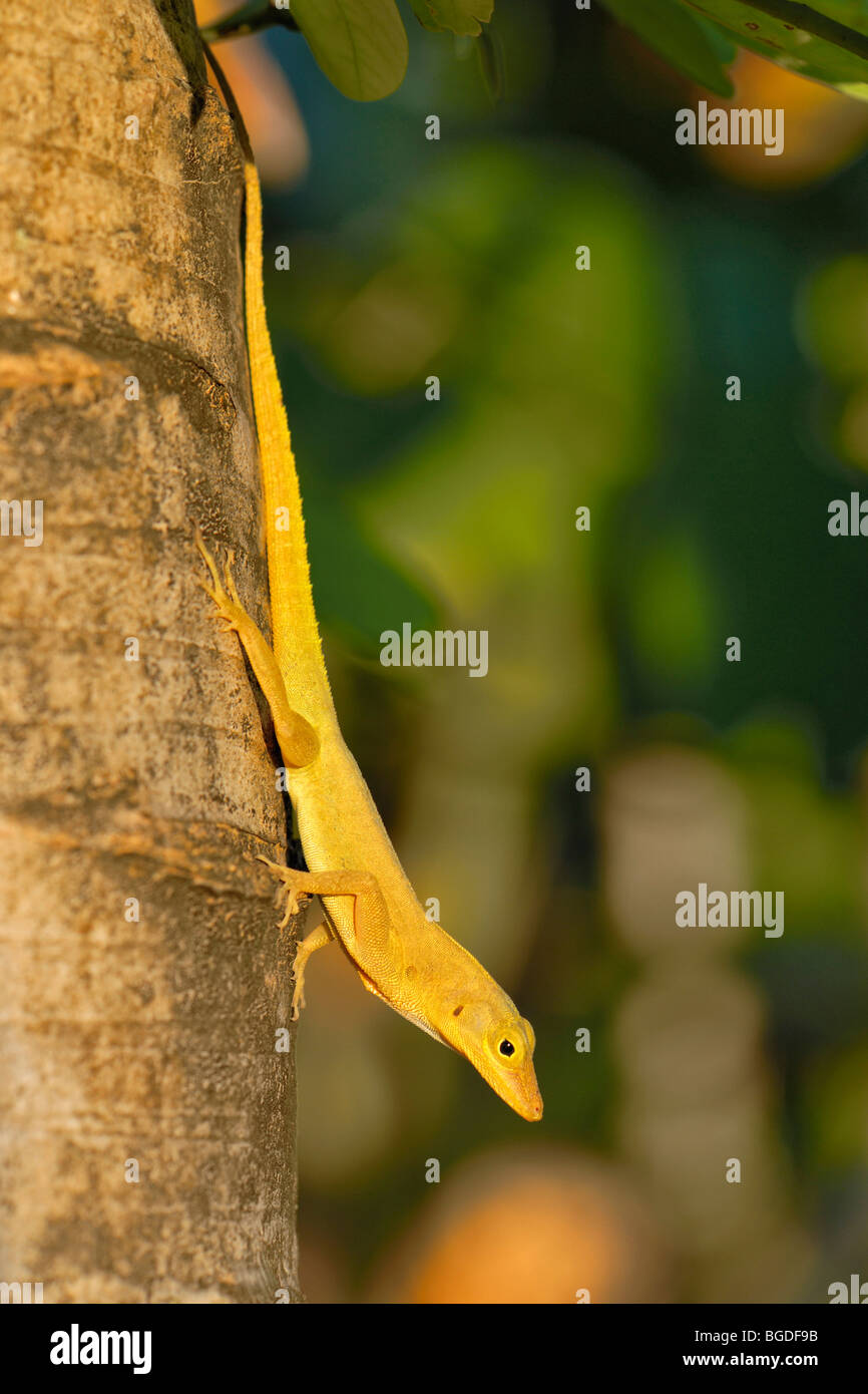 Anolis (Anolis sp.), un lézard, descendre le tronc d'un palmier, l'île ...