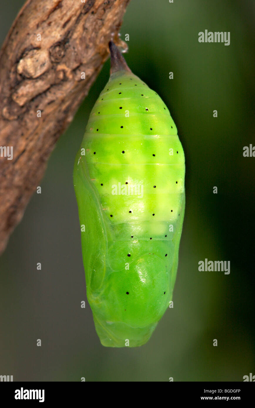 Papillon chrysalide Banque de photographies et d’images à haute ...
