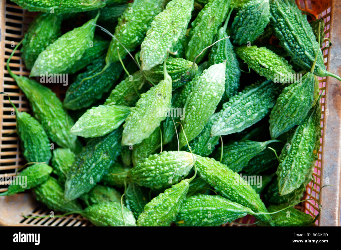 Le Melon amer / Mara légumes utilisés dans la cuisine thaïlandaise ...