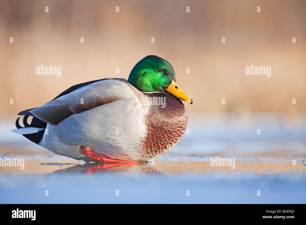 Un Canard colvert mâle, ou un mâle, (Anas platyrhynchos) assis sur un ...