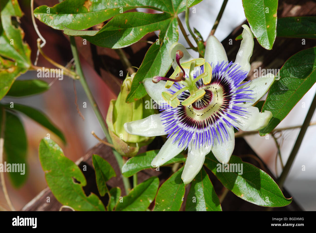 Passion flower buds Banque de photographies et d’images à haute ...