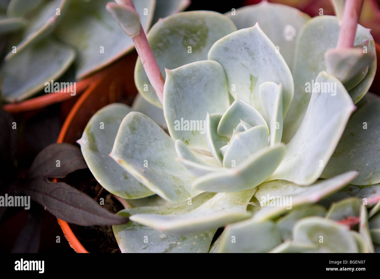 Echeveria glauca Banque de photographies et d’images à haute résolution - Alamy