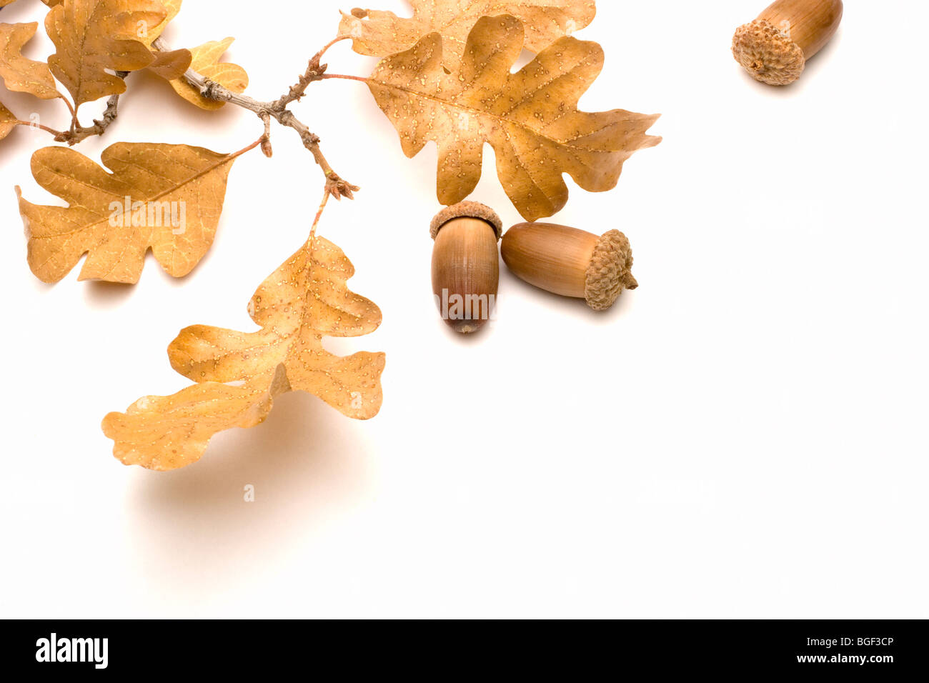 Les glands glands feuilles feuilles de chêne automne automne changement ...