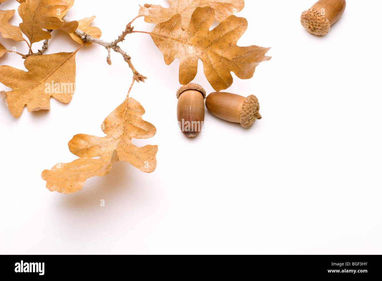 Feuille de chêne glands Banque de photographies et d’images à haute ...