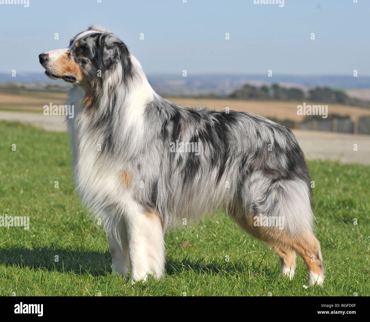 Avec Berger Australien Banque d'image et photos - Alamy