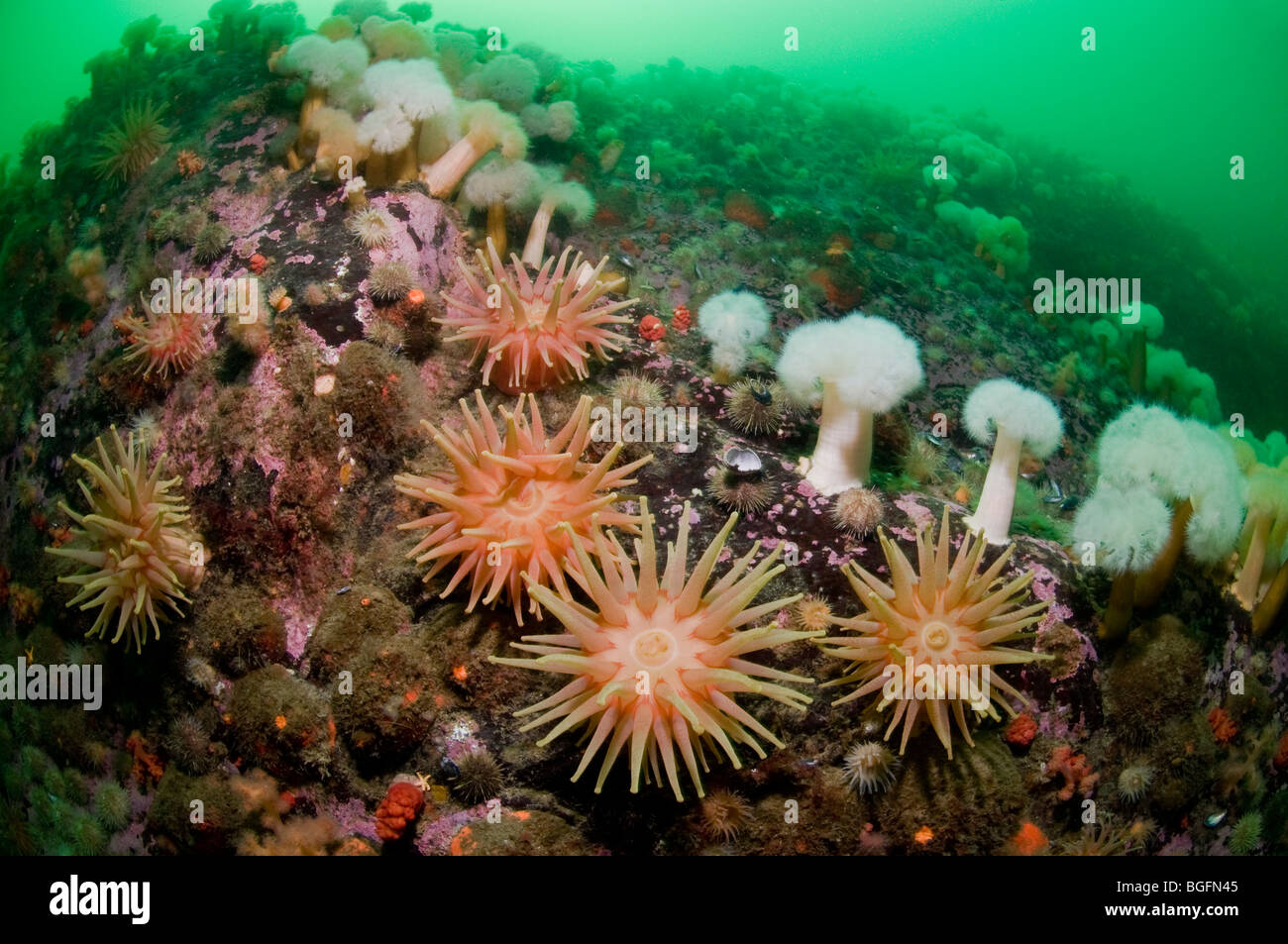 Frilled anemone Banque de photographies et d’images à haute résolution - Alamy