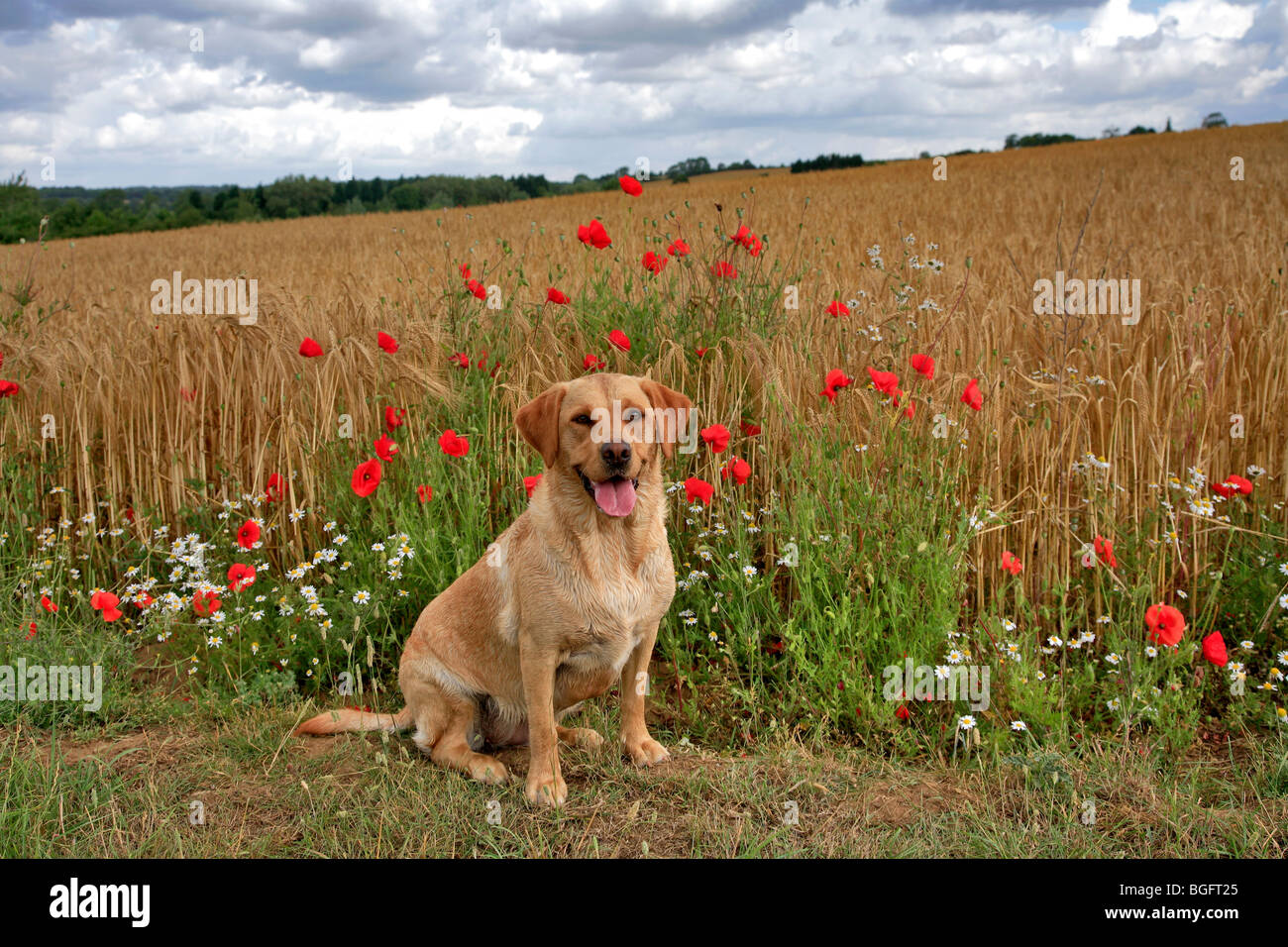 Arbre généalogique Golden Labrador chienne chien assis près d'un champ ...