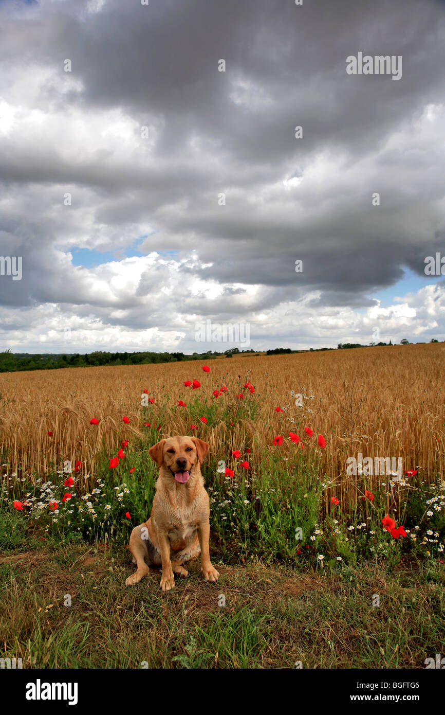Arbre généalogique Golden Labrador chienne chien assis près d'un champ ...
