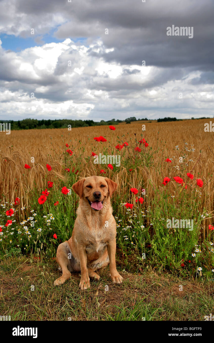 Arbre généalogique Golden Labrador chienne chien assis près d'un champ ...