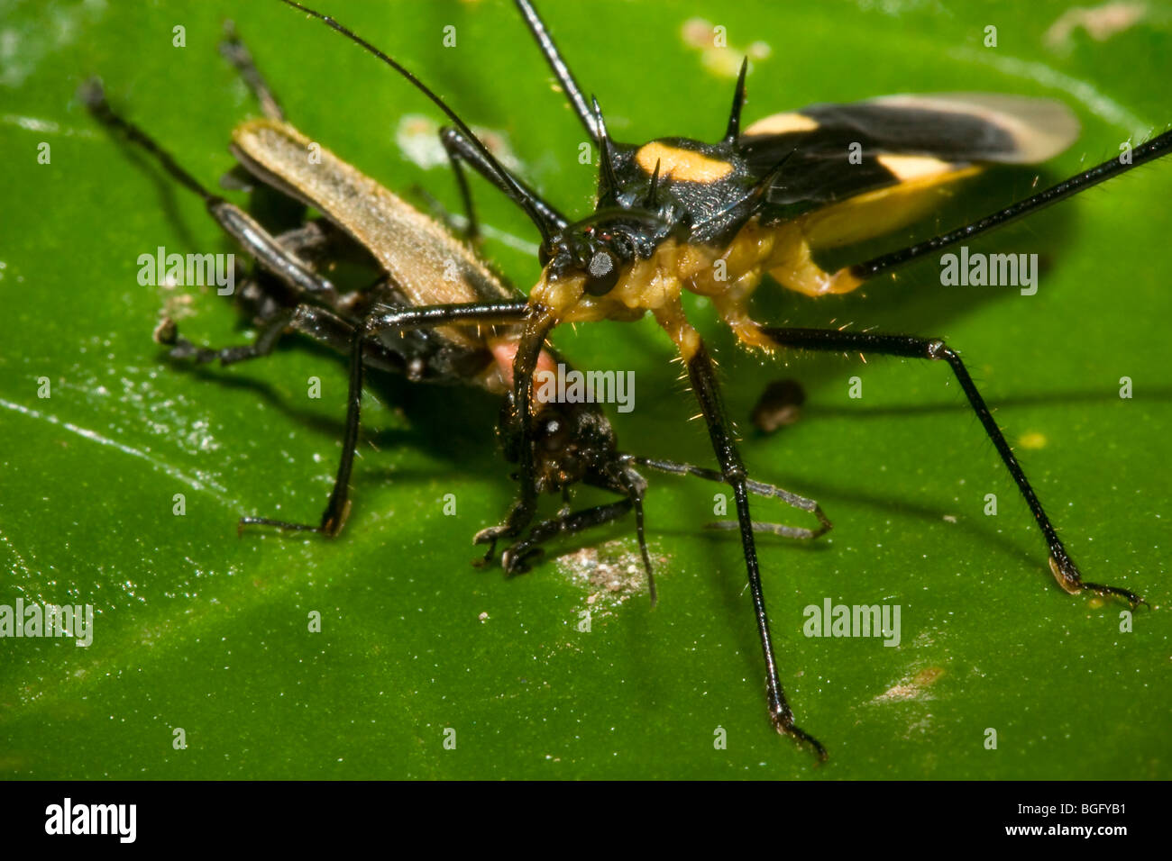 Costa rica hemiptera heteroptera Banque de photographies et d’images à ...