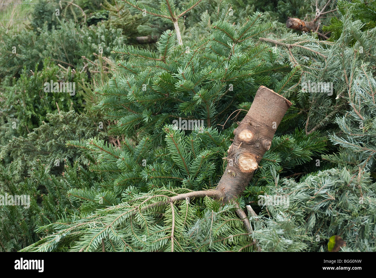 Recyclage des sapins de noel Banque de photographies et d’images à ...