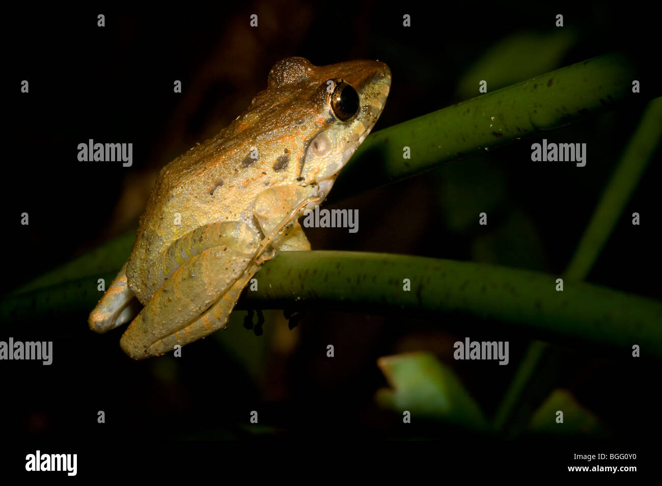 Grenouille sous la pluie Banque de photographies et d’images à haute ...