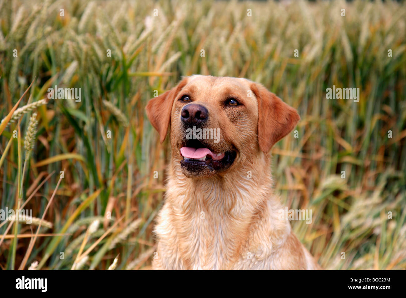 Arbre généalogique Golden Labrador chienne chien assis près d'un champ ...