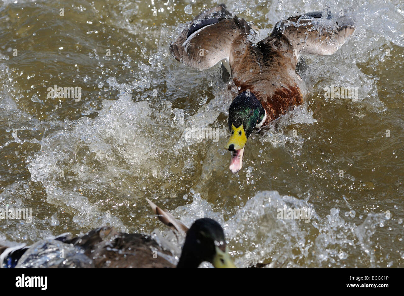 Canard colvert (Anas platyrhynchos) mâle agressif attaquer d'autres canards, Oxfordshire, UK ...