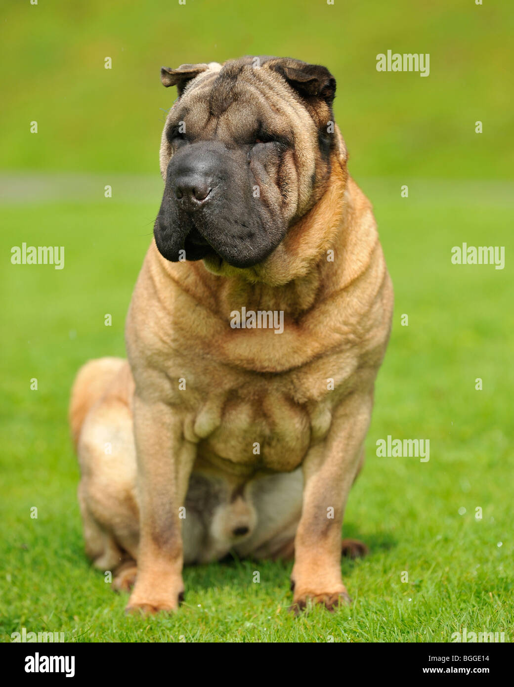 Chiens shar pei Banque de photographies et d’images à haute résolution ...