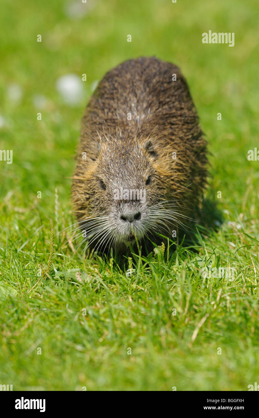 Le ragondin (Myocastor coypus) sur un pré, close-up, front view Photo ...