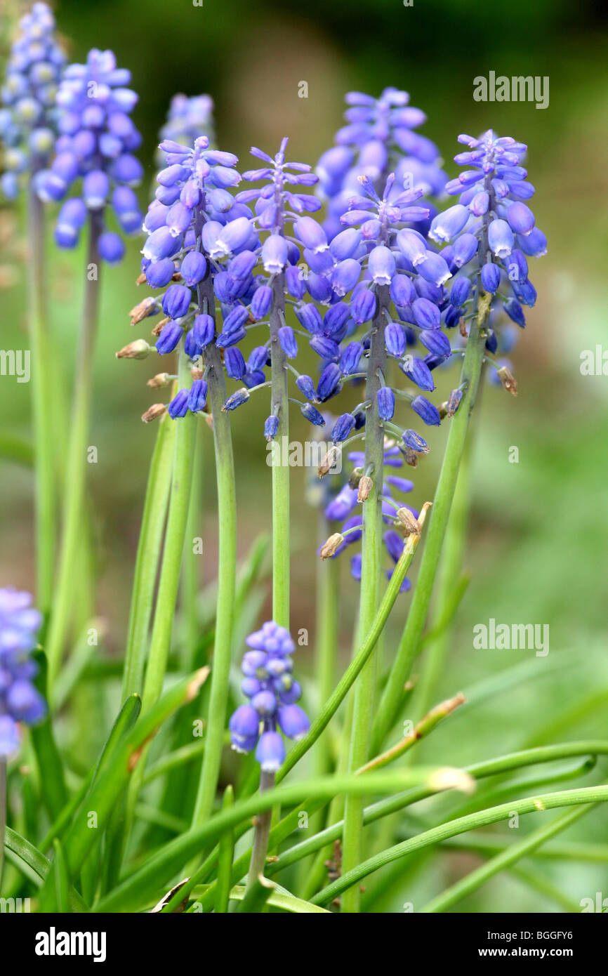 Muscari sp Banque de photographies et d’images à haute résolution - Alamy