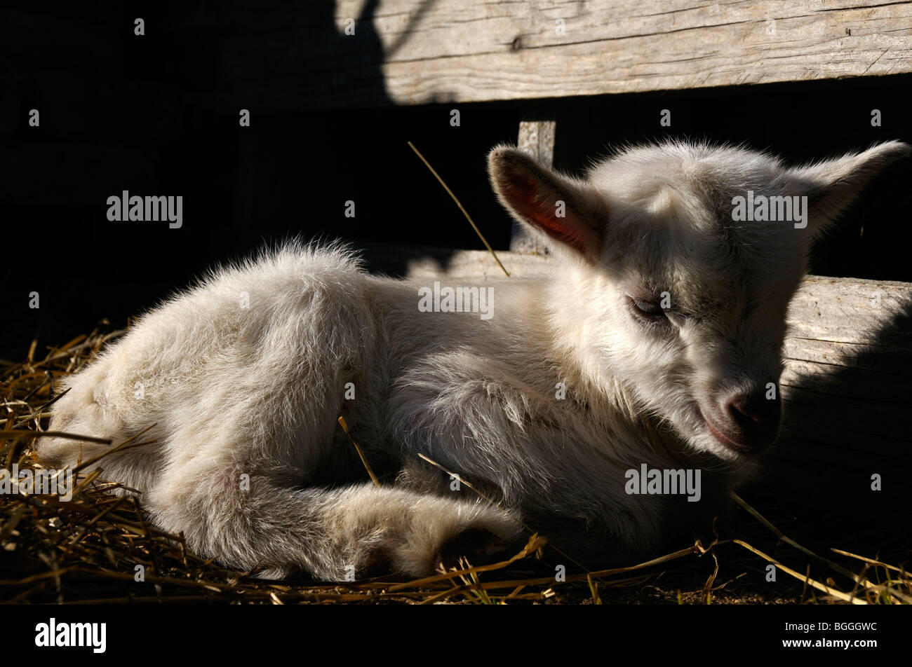 Stock photo d'une seule chèvre blanche kid. La chèvre était un ...