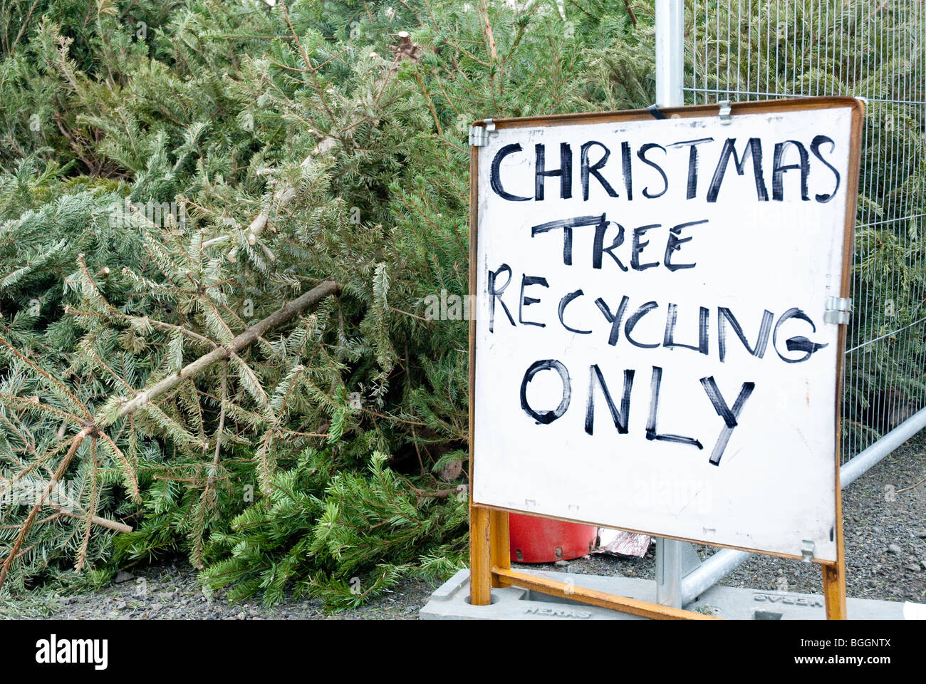 Recyclage des sapins de noel Banque de photographies et d’images à ...