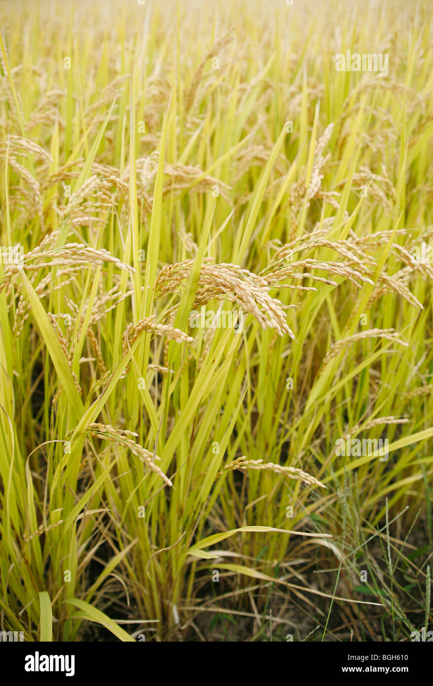 Plants de riz Banque de photographies et d’images à haute résolution ...