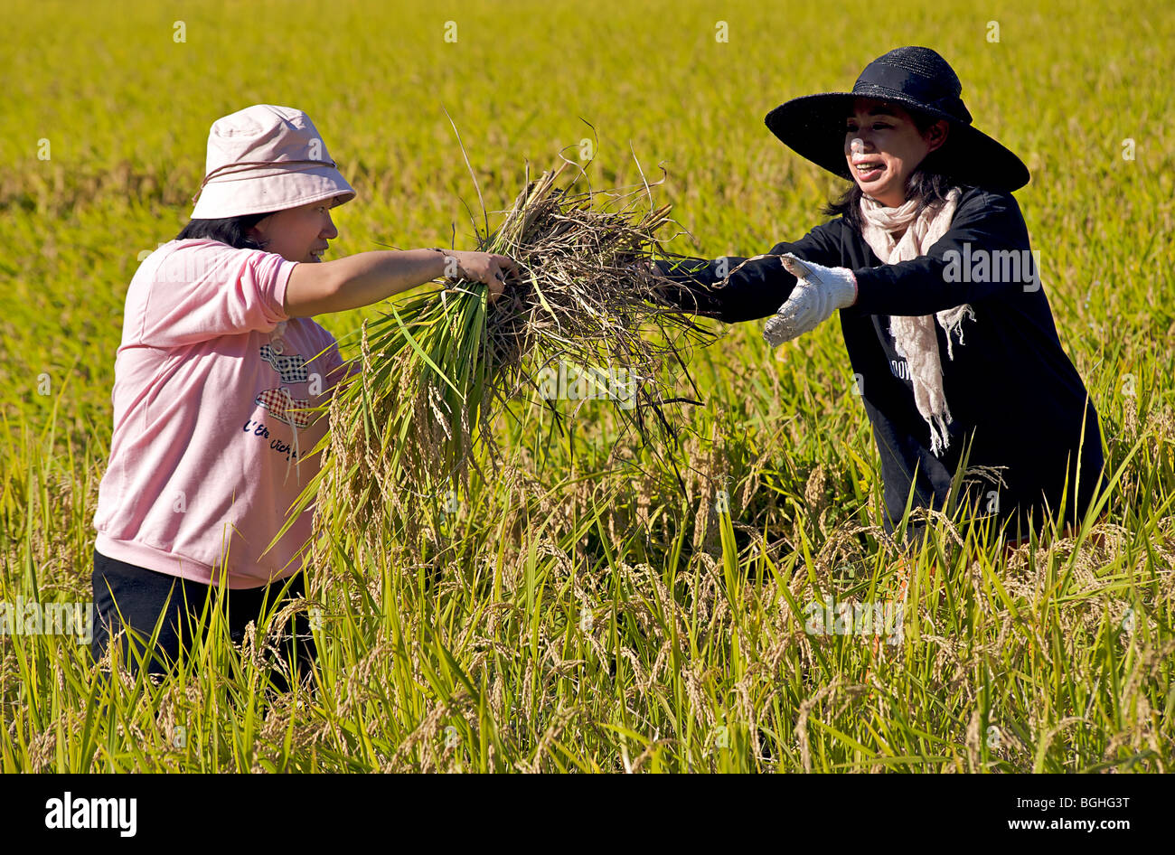 La collecte du riz d'une rizière, préfecture de Nara, Japon Photo Stock ...