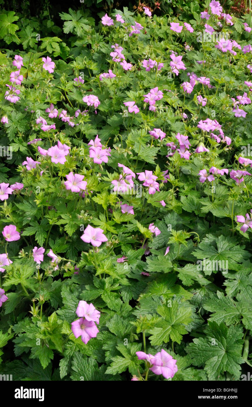 Hardy geranium border Banque de photographies et d’images à haute ...