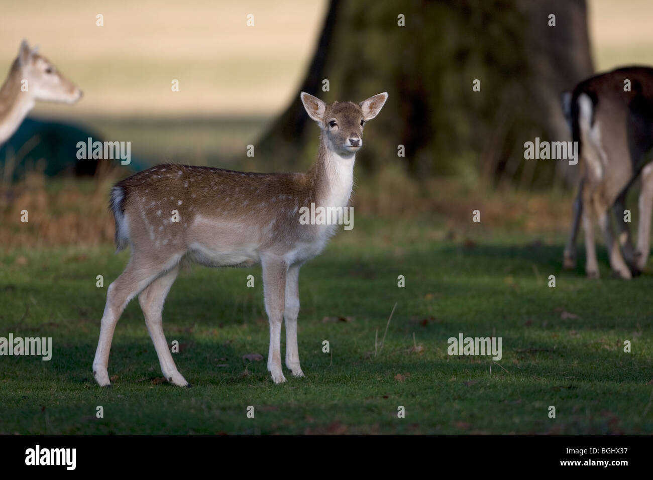 Daim cervus dama Banque de photographies et d’images à haute résolution ...