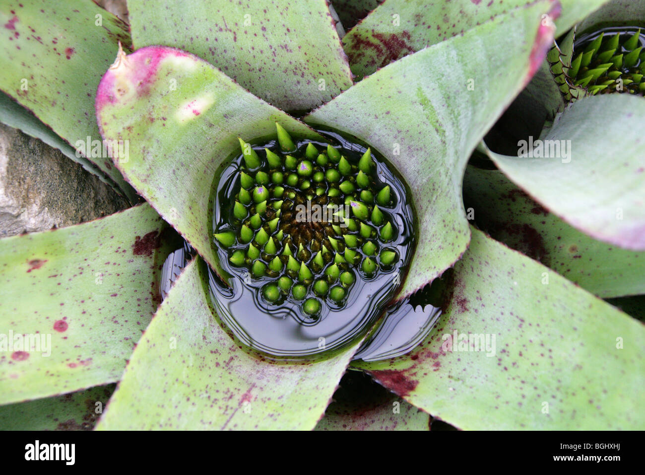 Bromeliad bromeliaceae forest Banque de photographies et d’images à ...
