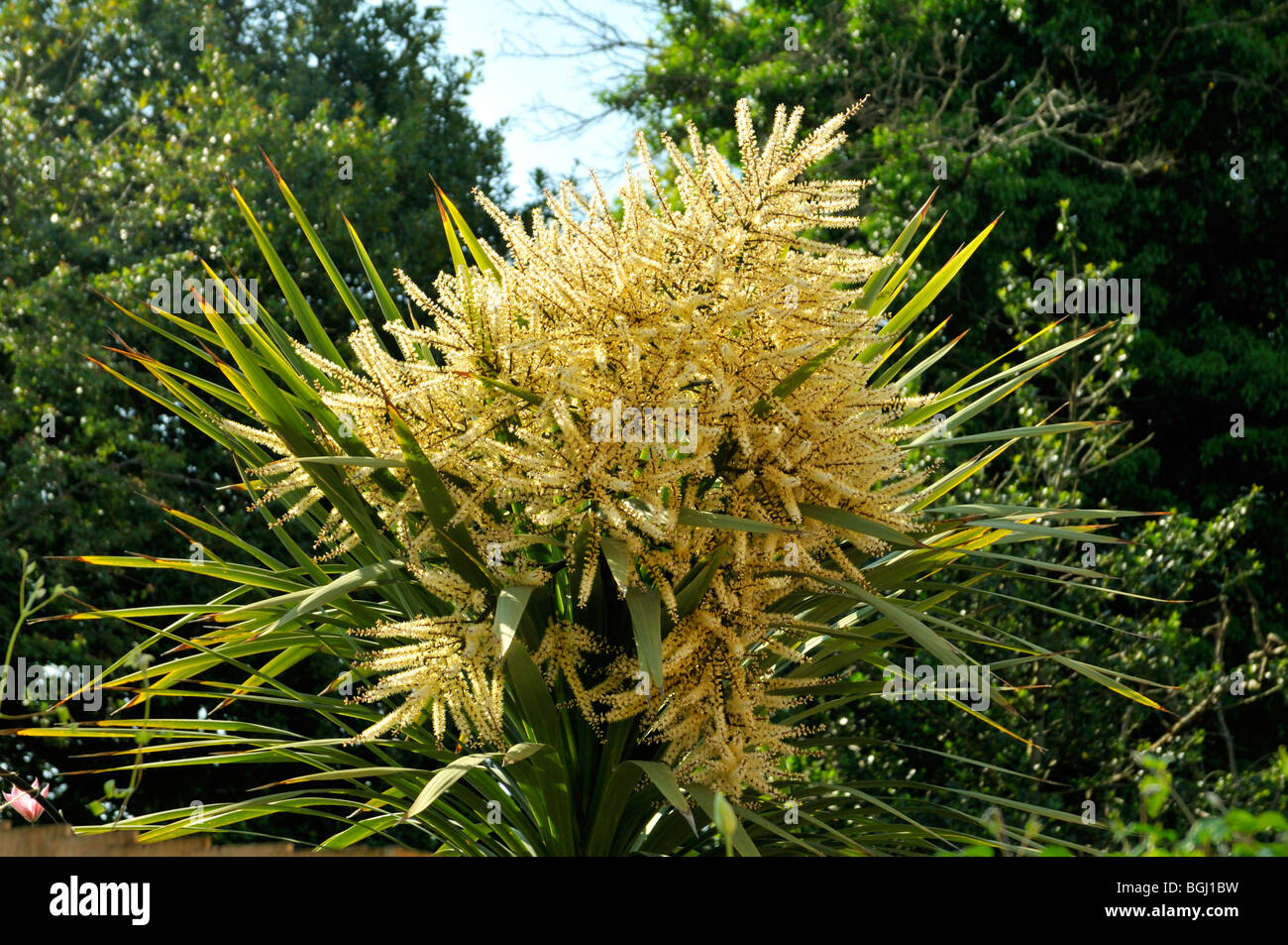Cordyline australis - Choux palmier Photo Stock - Alamy