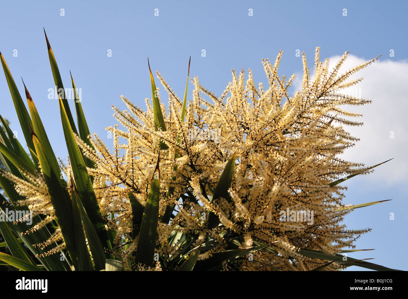 Palmier australis cordyline Banque de photographies et d’images à haute ...