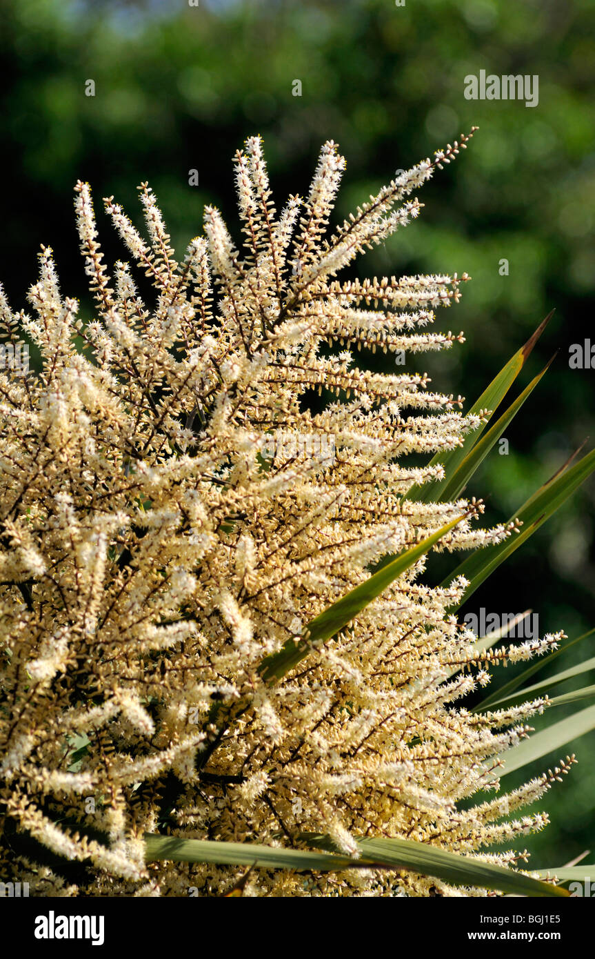 Cordyline australis cabbage palm tree Banque de photographies et d ...
