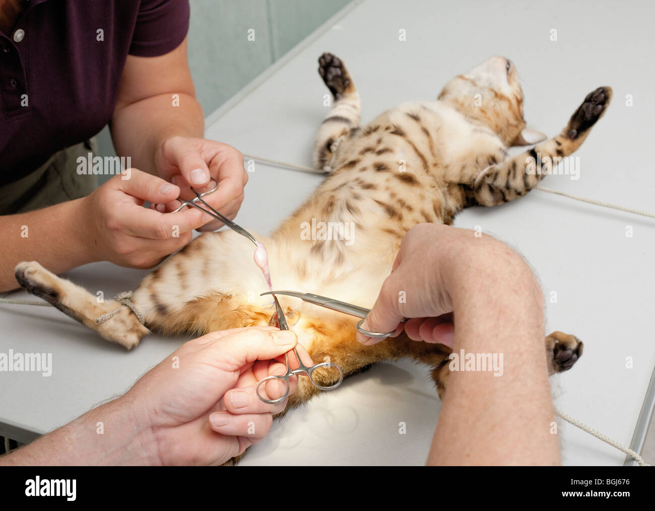 Chat domestique. Un chat mâle est castré Photo Stock - Alamy
