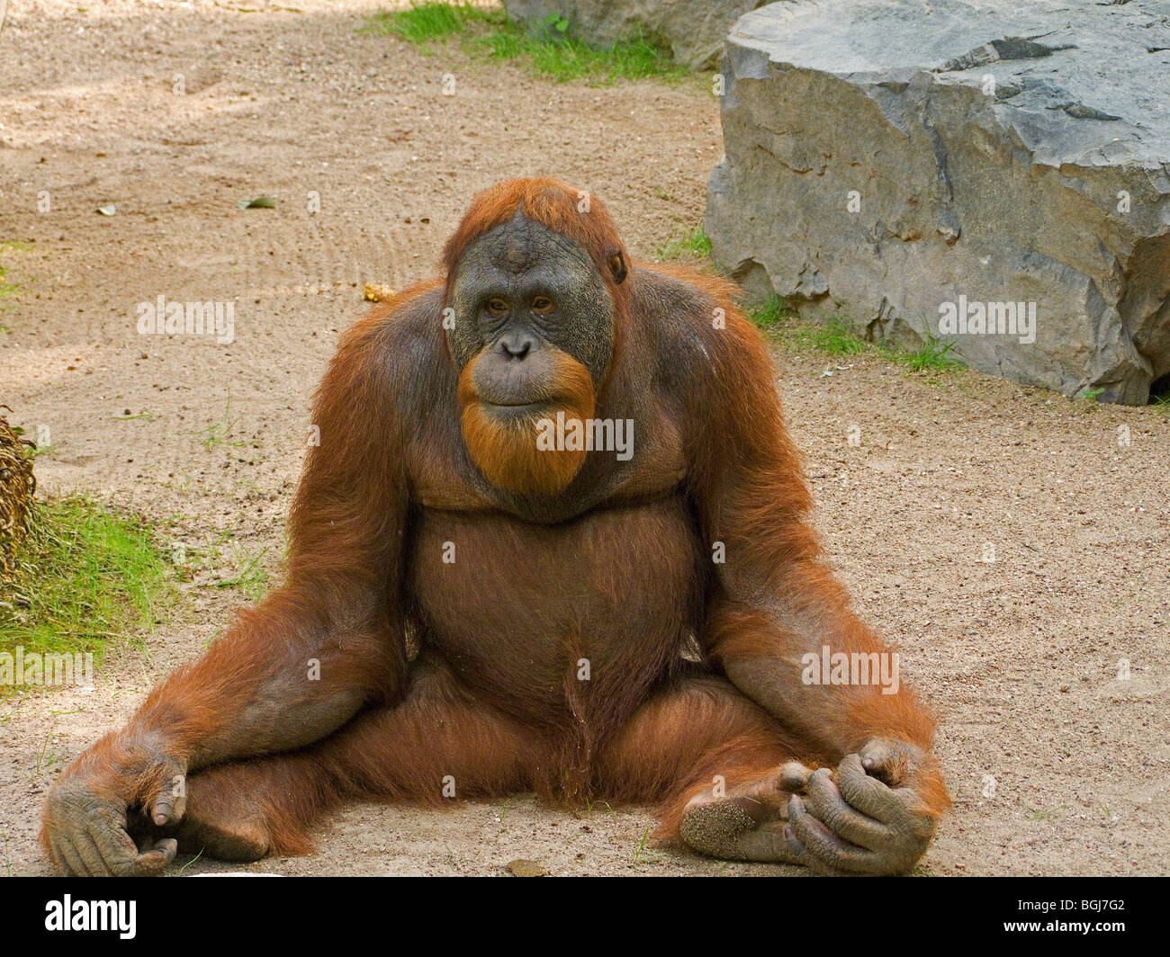 (Mâle orang-outan de Sumatra) - assis / Pongo abelii Photo Stock - Alamy