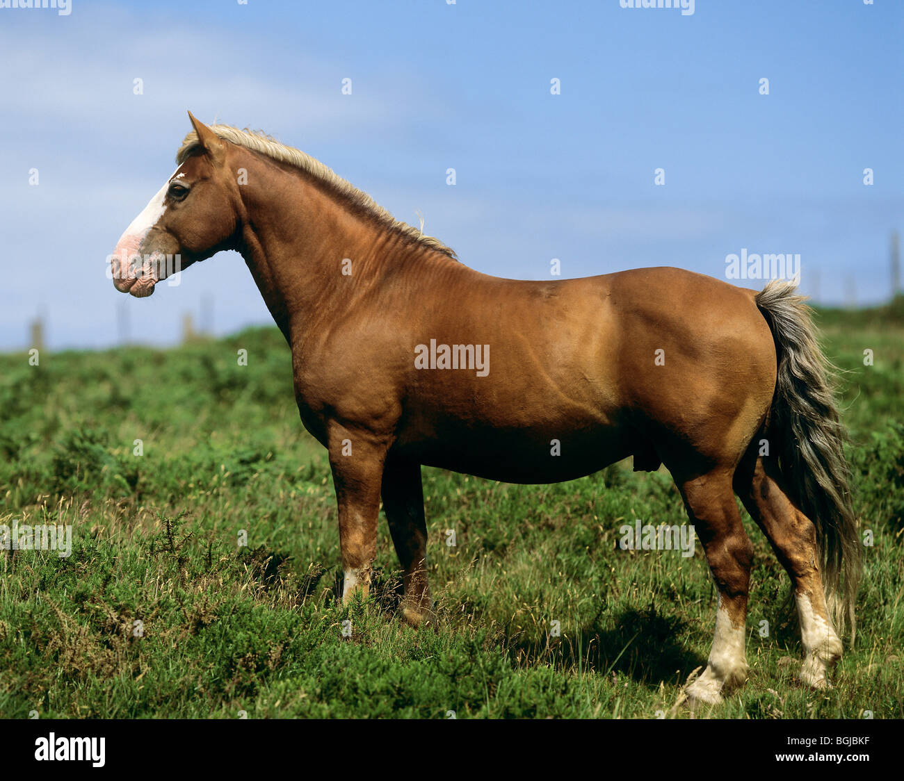Welsh cob horse standing Banque de photographies et d’images à haute ...