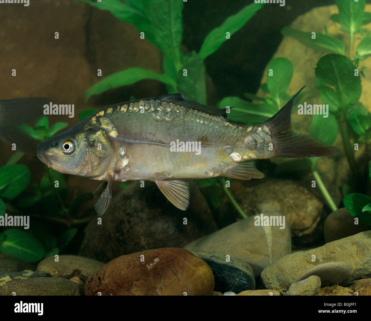Mirror carp cyprinus carpio Banque de photographies et d’images à haute ...