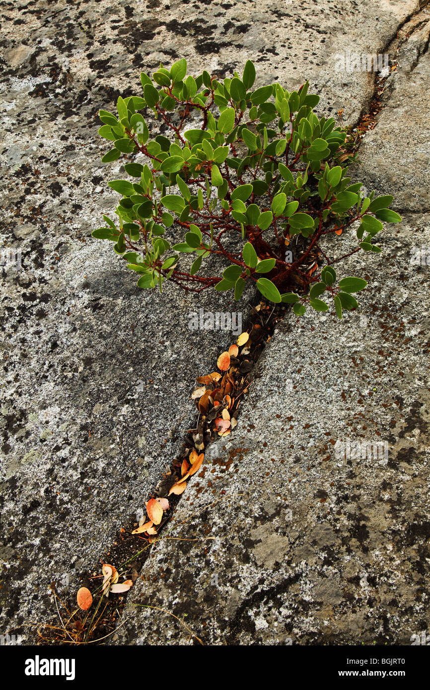 Rocher pousse Banque de photographies et d’images à haute résolution ...
