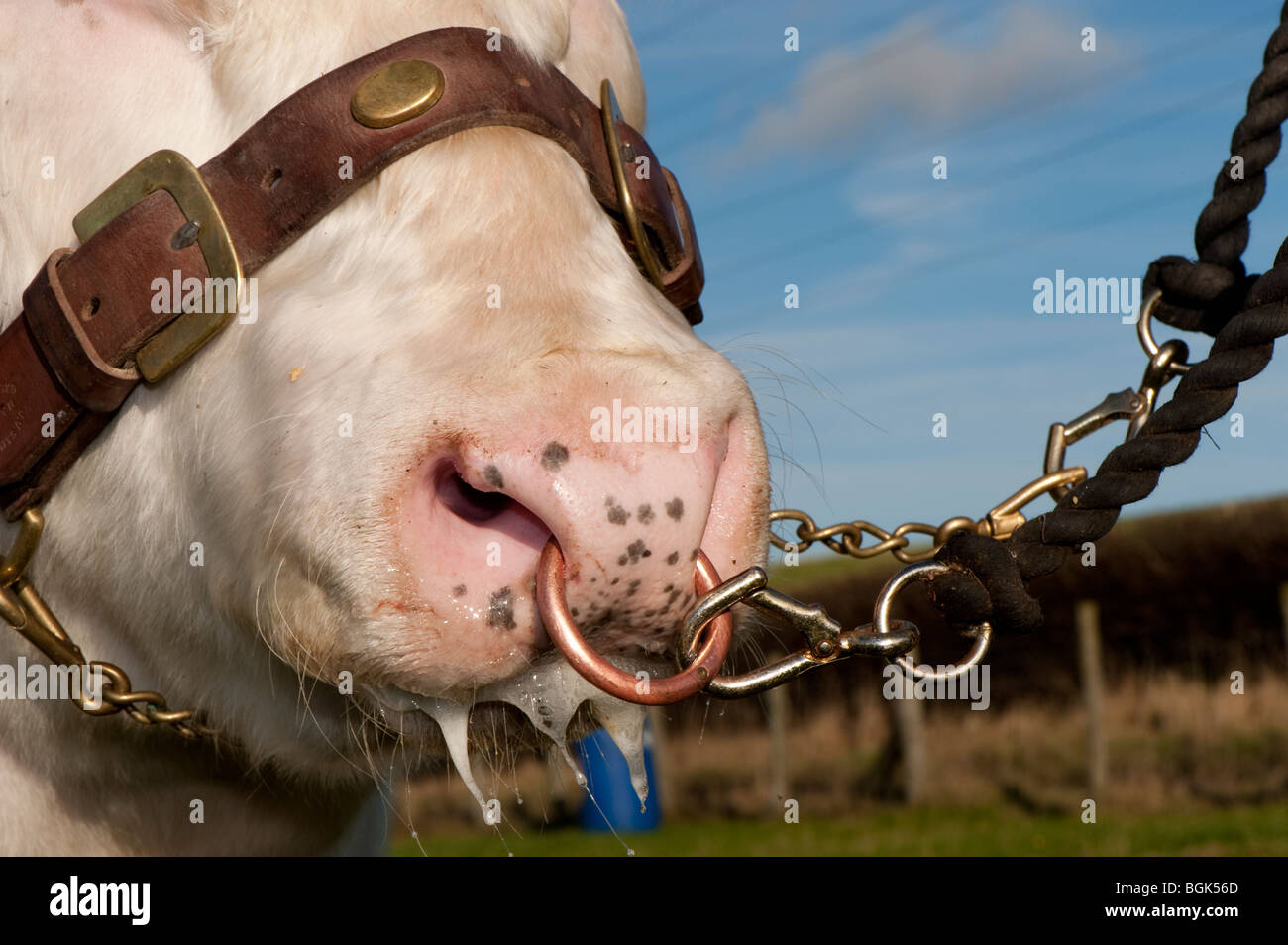 British Blue Bull le petit Photo Stock - Alamy