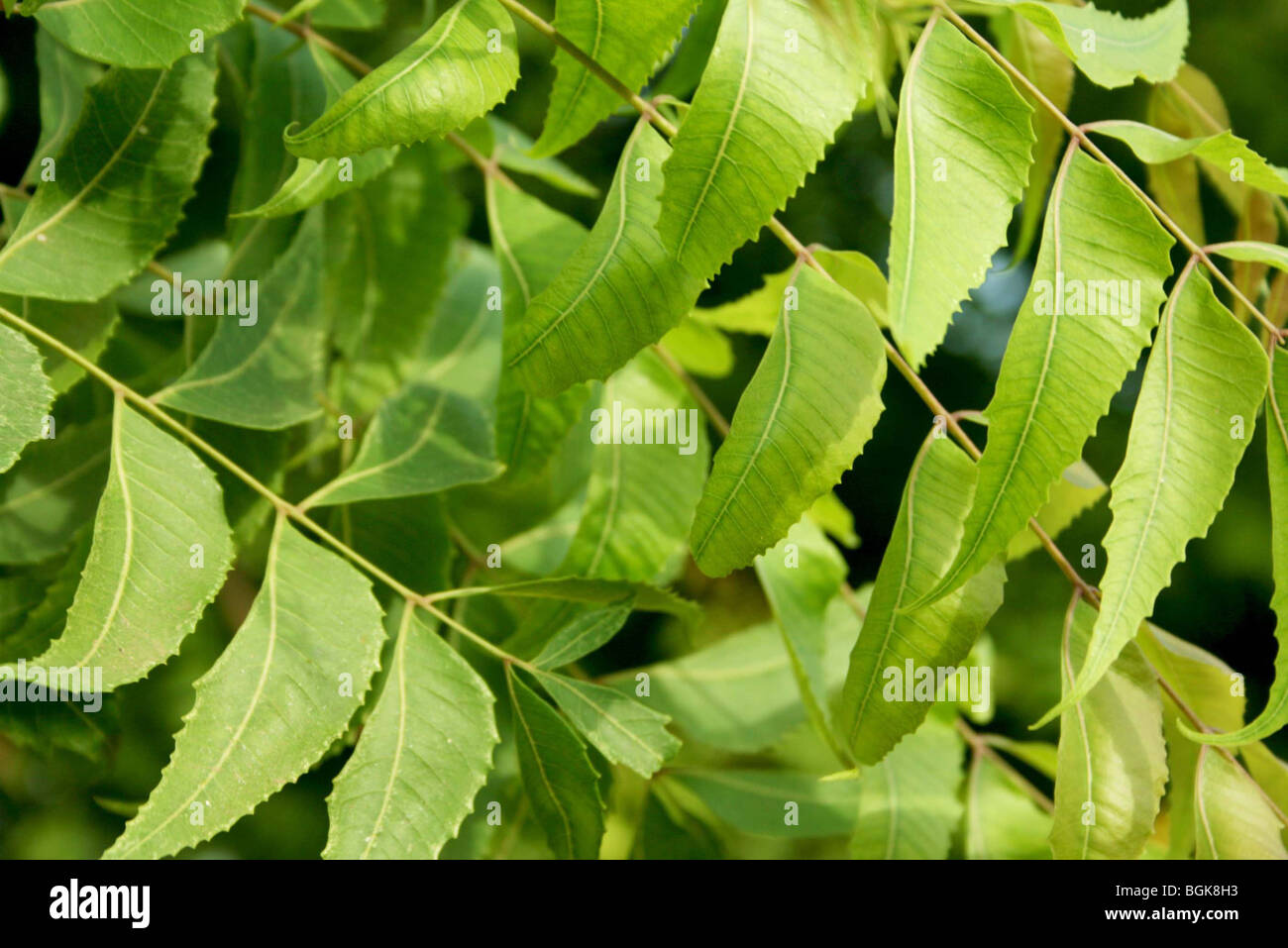 Neem leaves Banque de photographies et d’images à haute résolution - Alamy