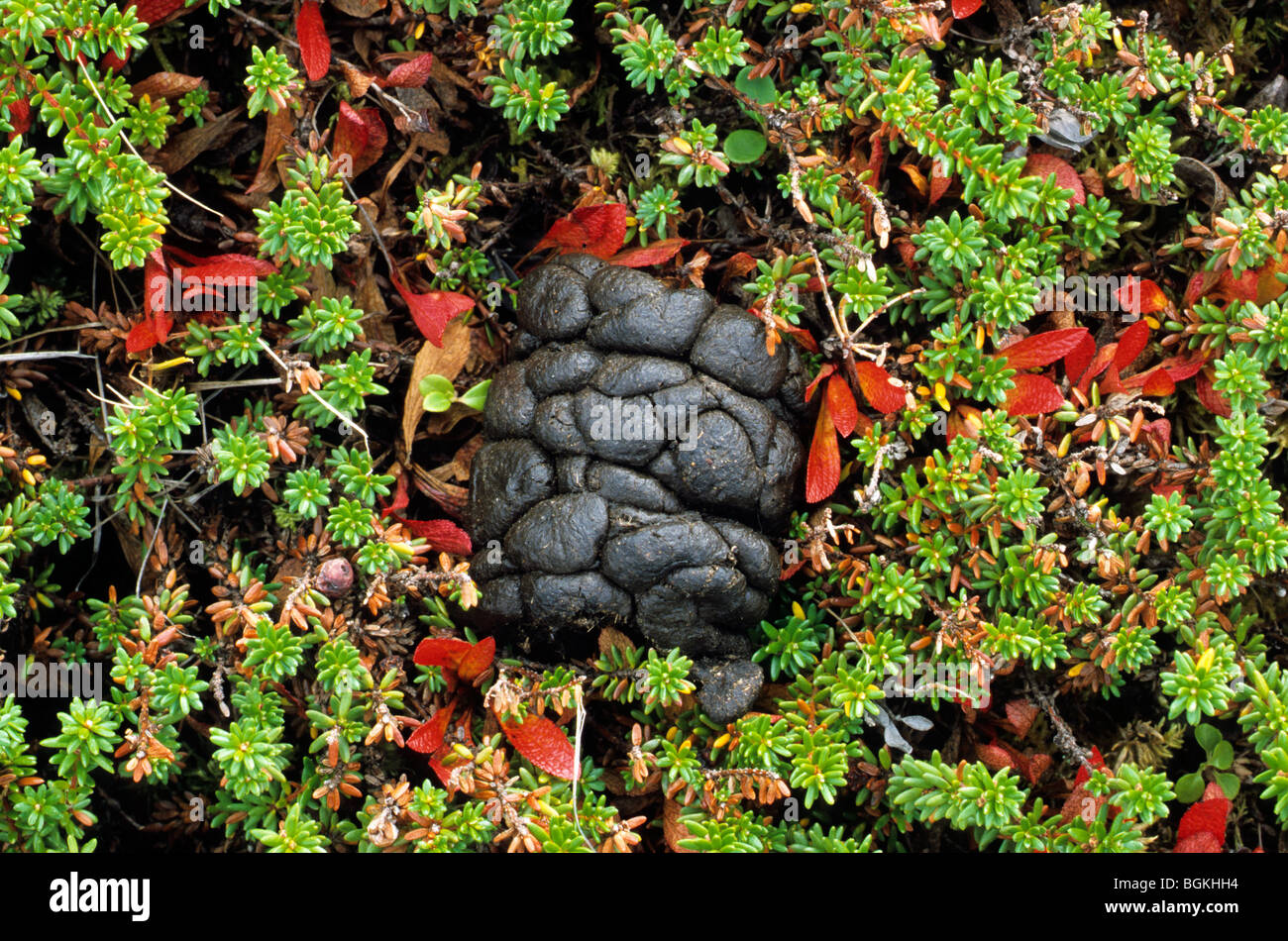 Crottes de renne Banque de photographies et d’images à haute résolution ...