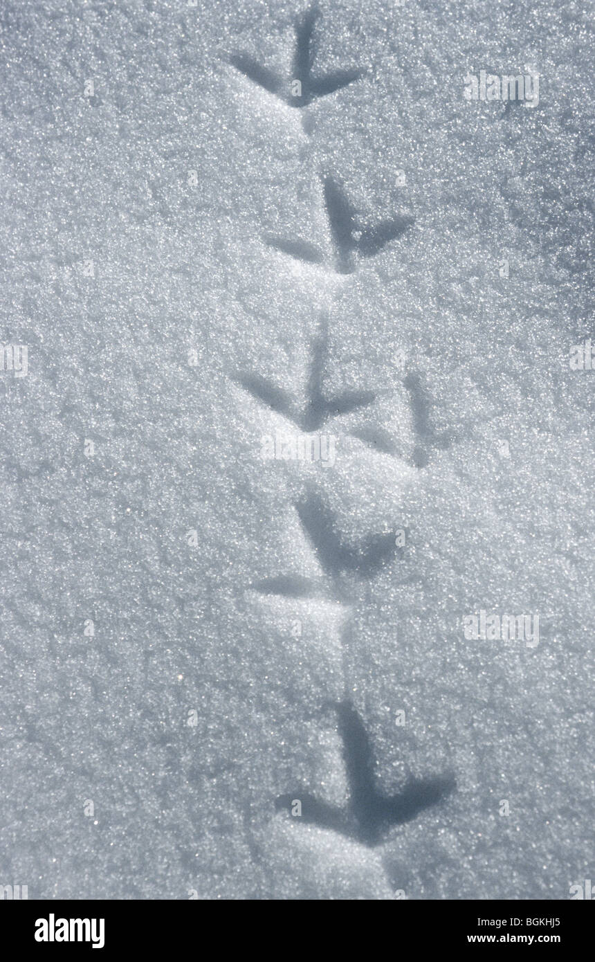 (Lyrurus tetrix tétras Tetrao / tetrax) traces de pas dans la neige en ...