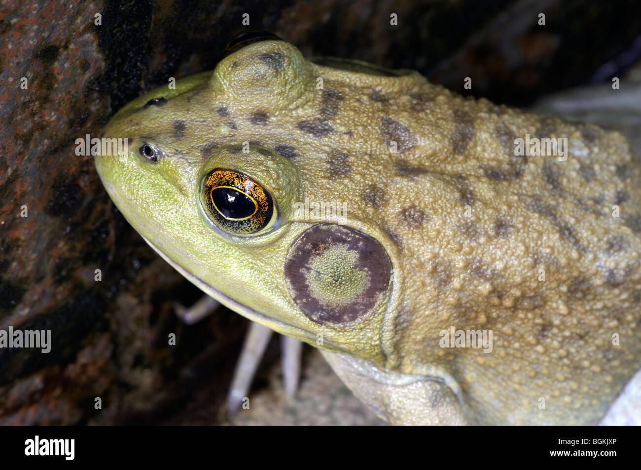 Grenouille ouaouaron Banque de photographies et d’images à haute ...