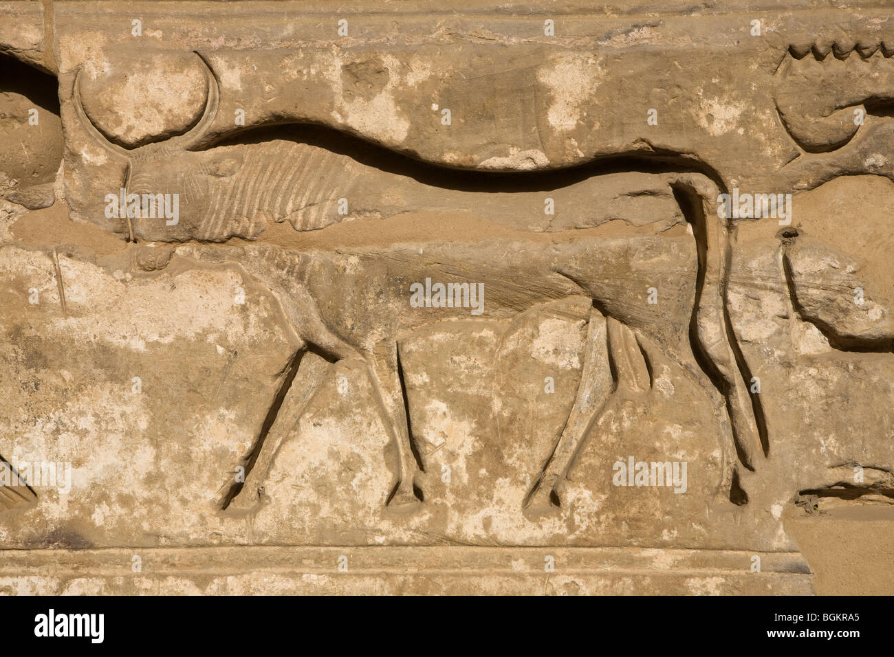 Reliefs montrant bull à Médinet Habou, temple funéraire de Ramsès III ...